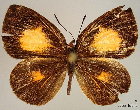 Papua Insects Foundation (Lepidoptera/Lycaenidae/Lycaeninae(Titea caerulea)